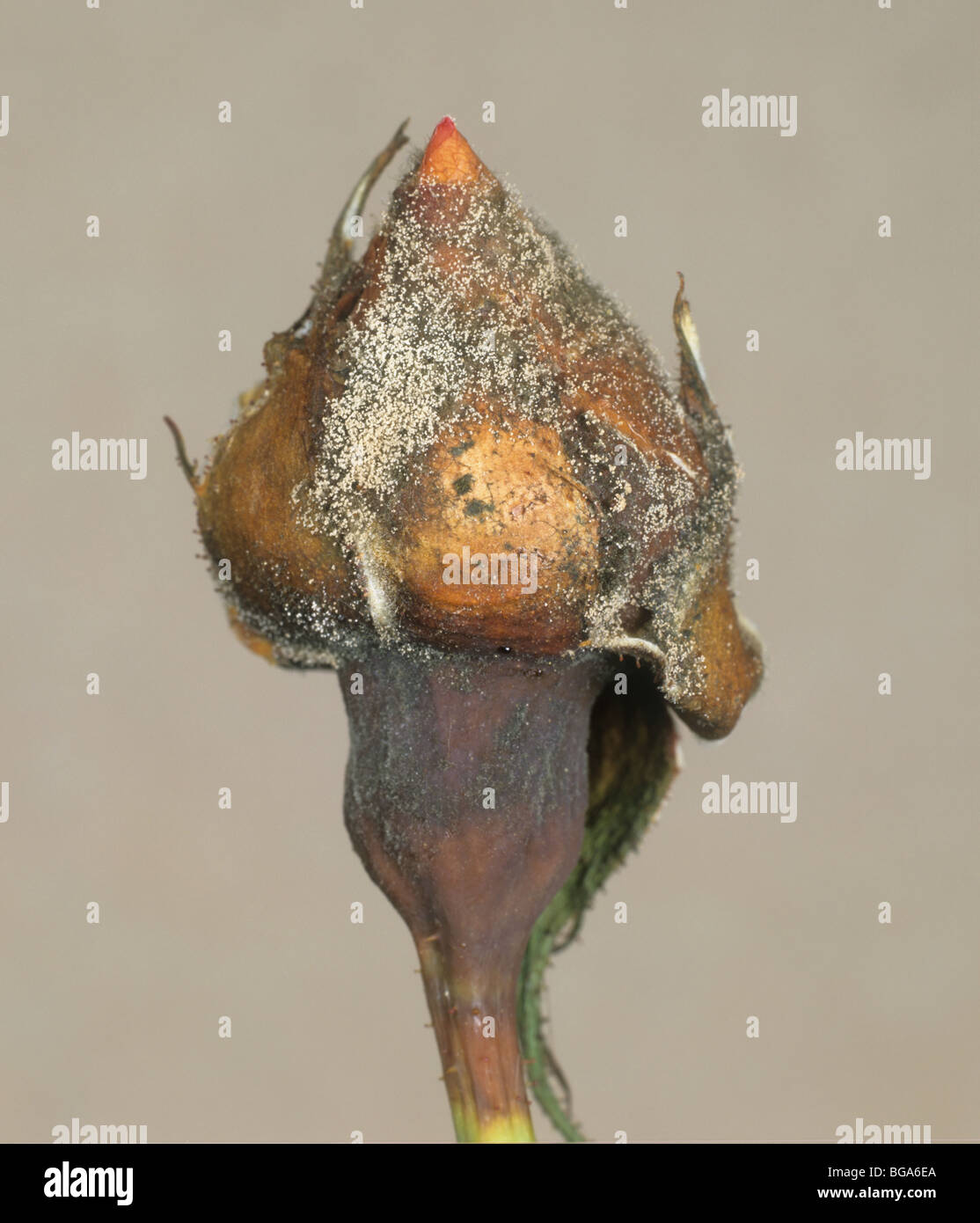 Rose flower bud with grey mould (Botrytis cinerea) damage Stock Photo ...