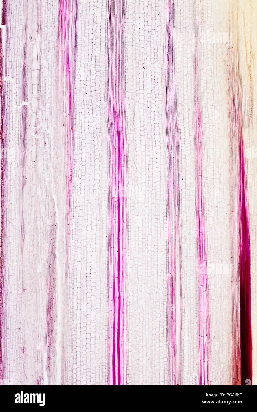 Phloem xylem vascular bundles osmosis sunflower hi-res stock ...