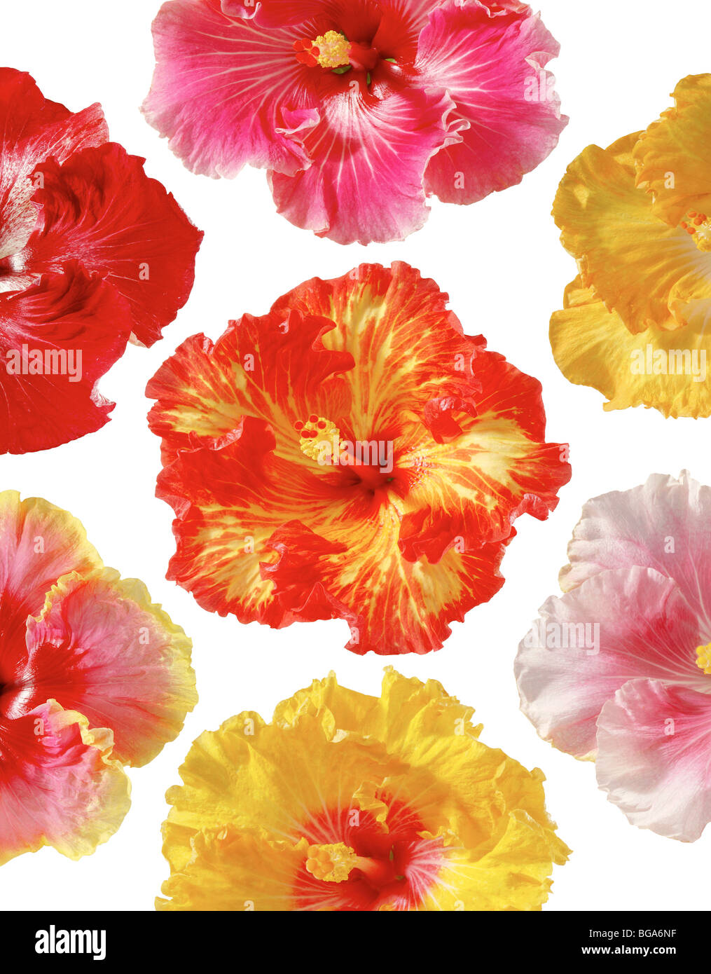 Assorted hibiscus flowers on white Stock Photo - Alamy