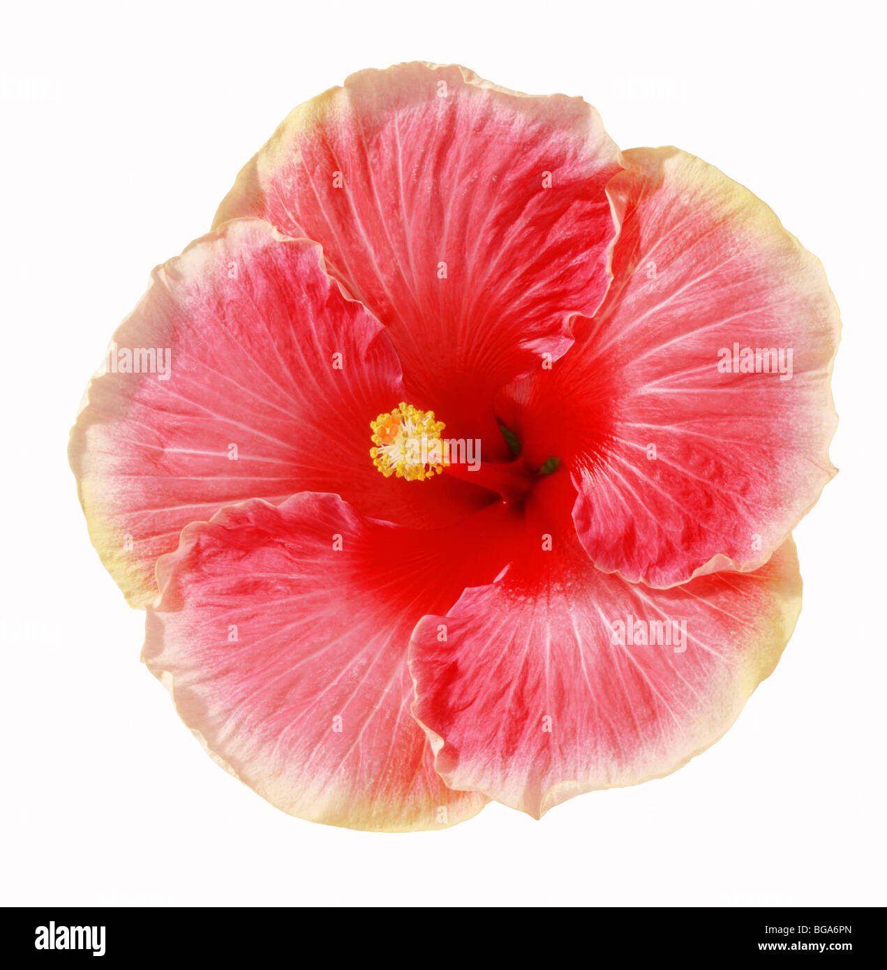 Hibiscus blossom outline hi-res stock photography and images - Alamy