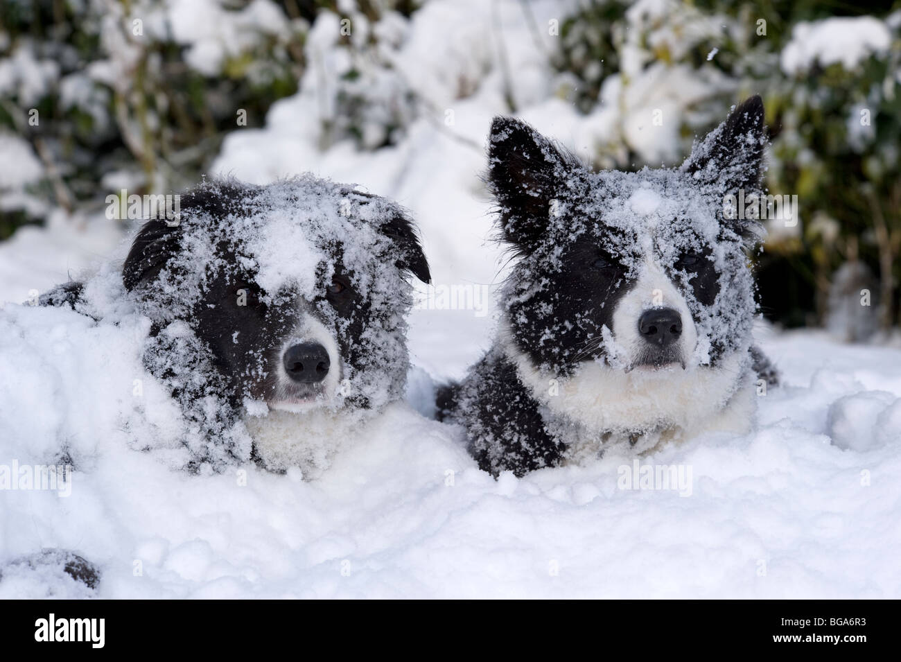 Border collie dogs in snow Stock Photo - Alamy