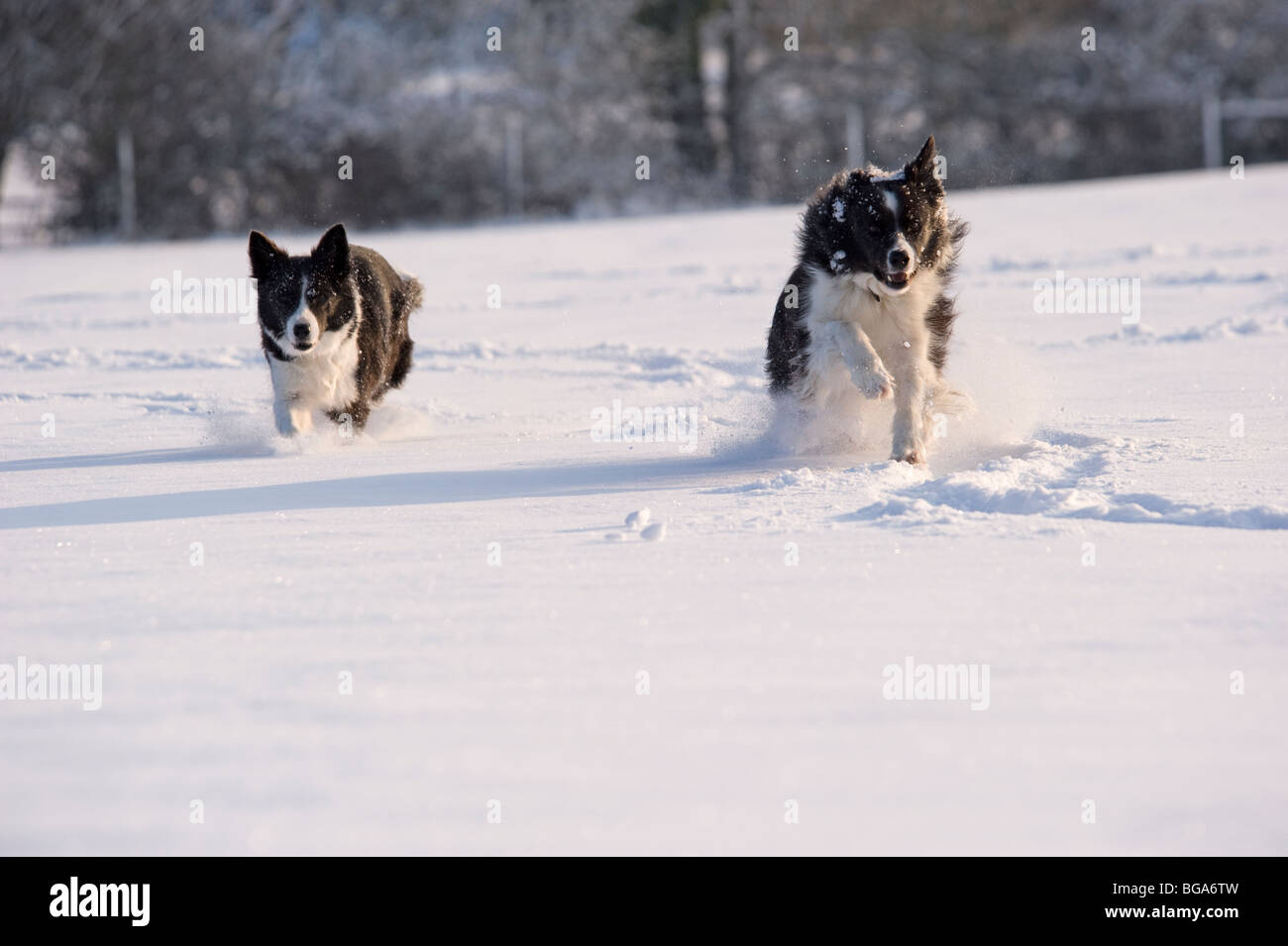 Border collie dogs in snow Stock Photo - Alamy