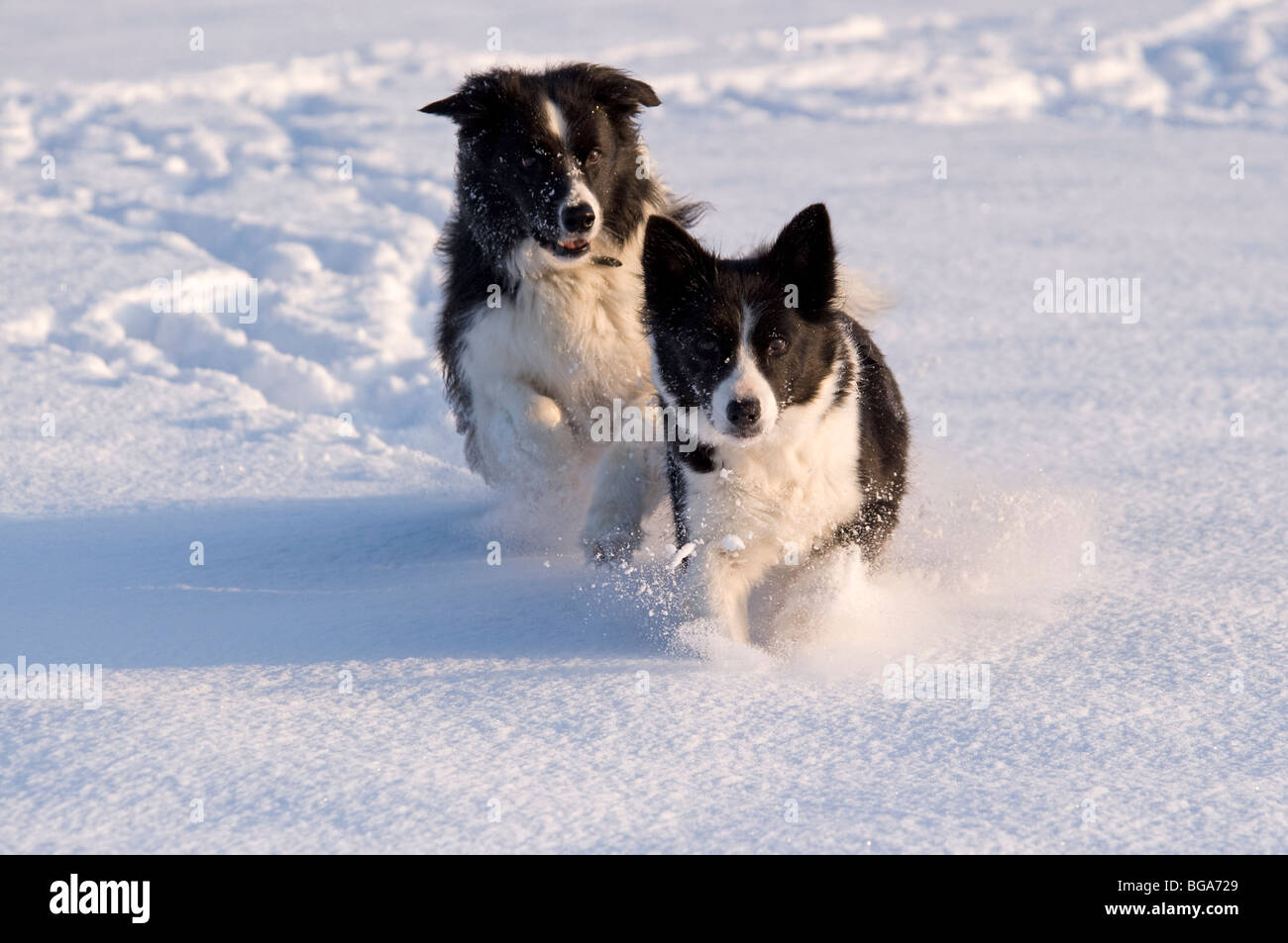 Border collie dogs in snow Stock Photo - Alamy
