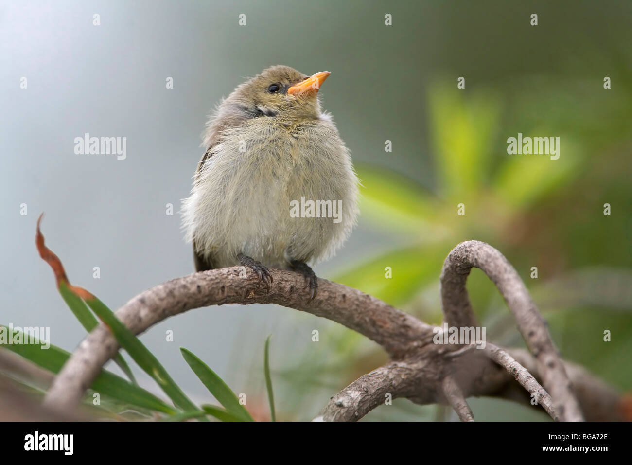 Cute flower pecker small bird on bow branch looking up at sky Stock ...