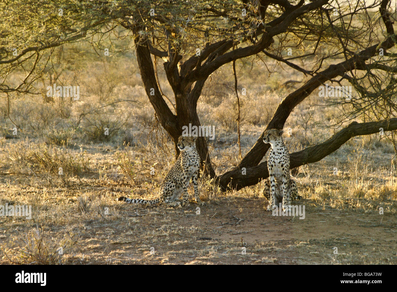 East africa cheetahs hi-res stock photography and images - Alamy