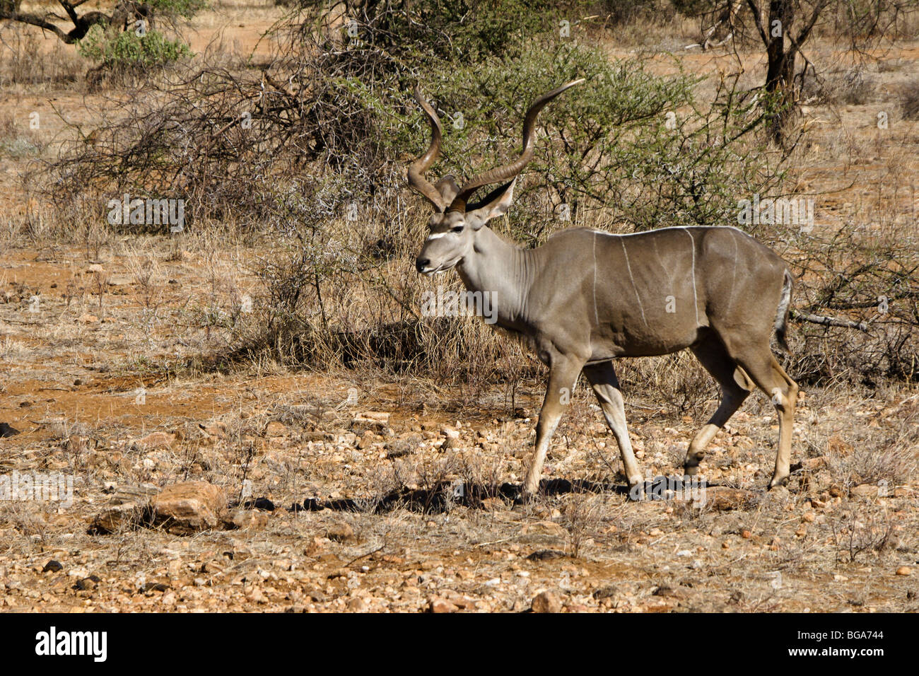 Kudu dry hi-res stock photography and images - Alamy