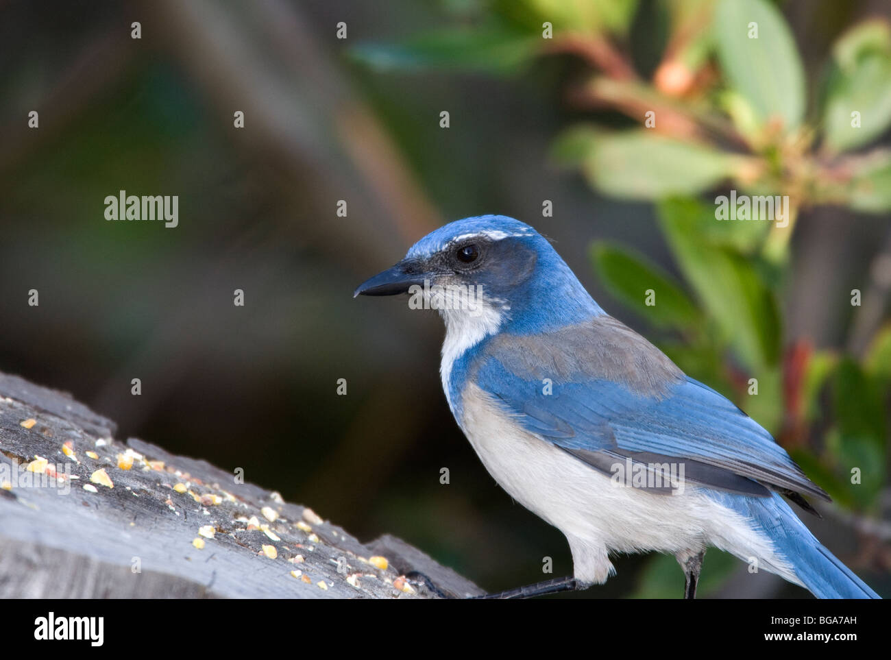 Western Scrub Jay Stock Photo - Alamy