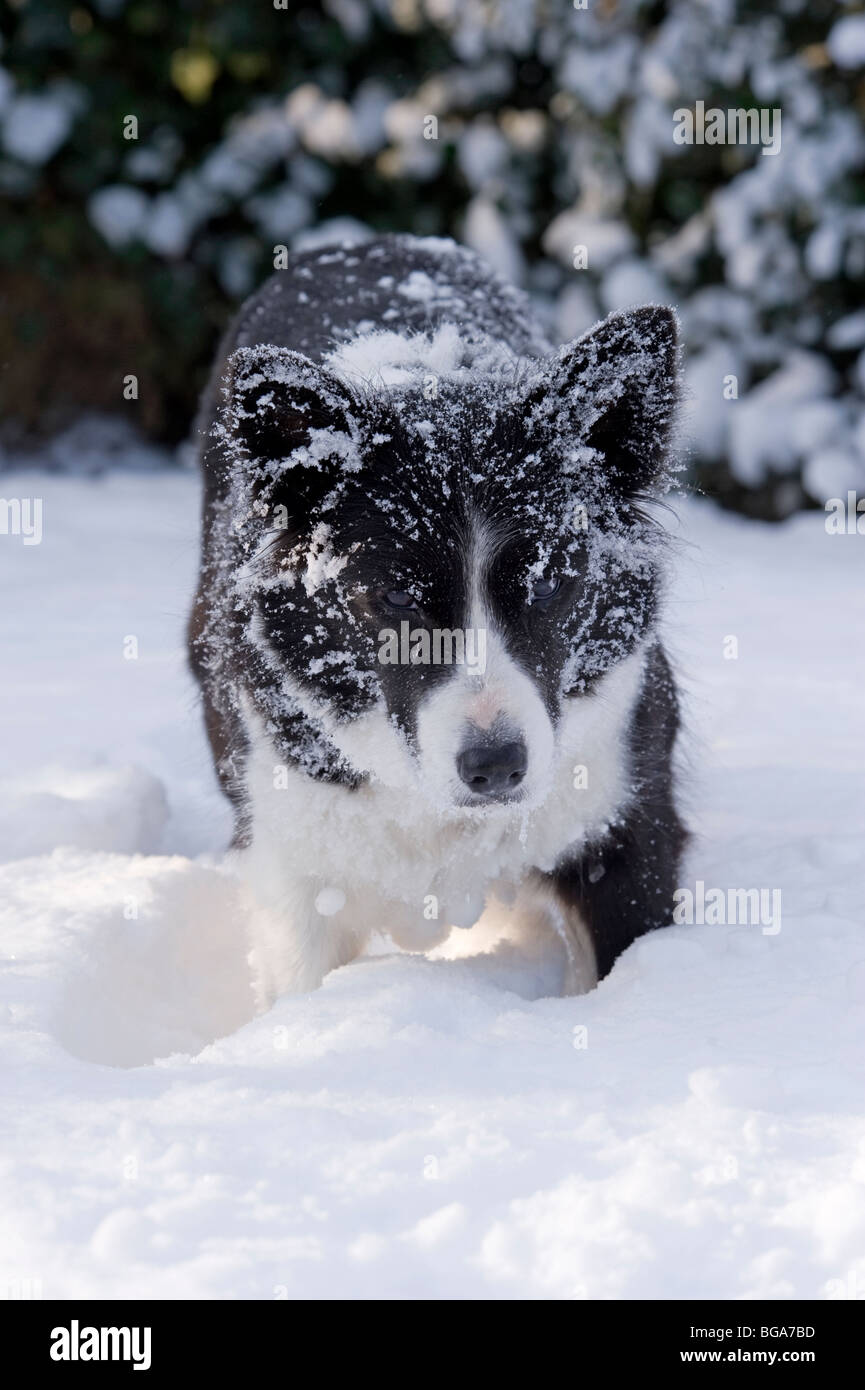 Border collie dogs in snow Stock Photo - Alamy