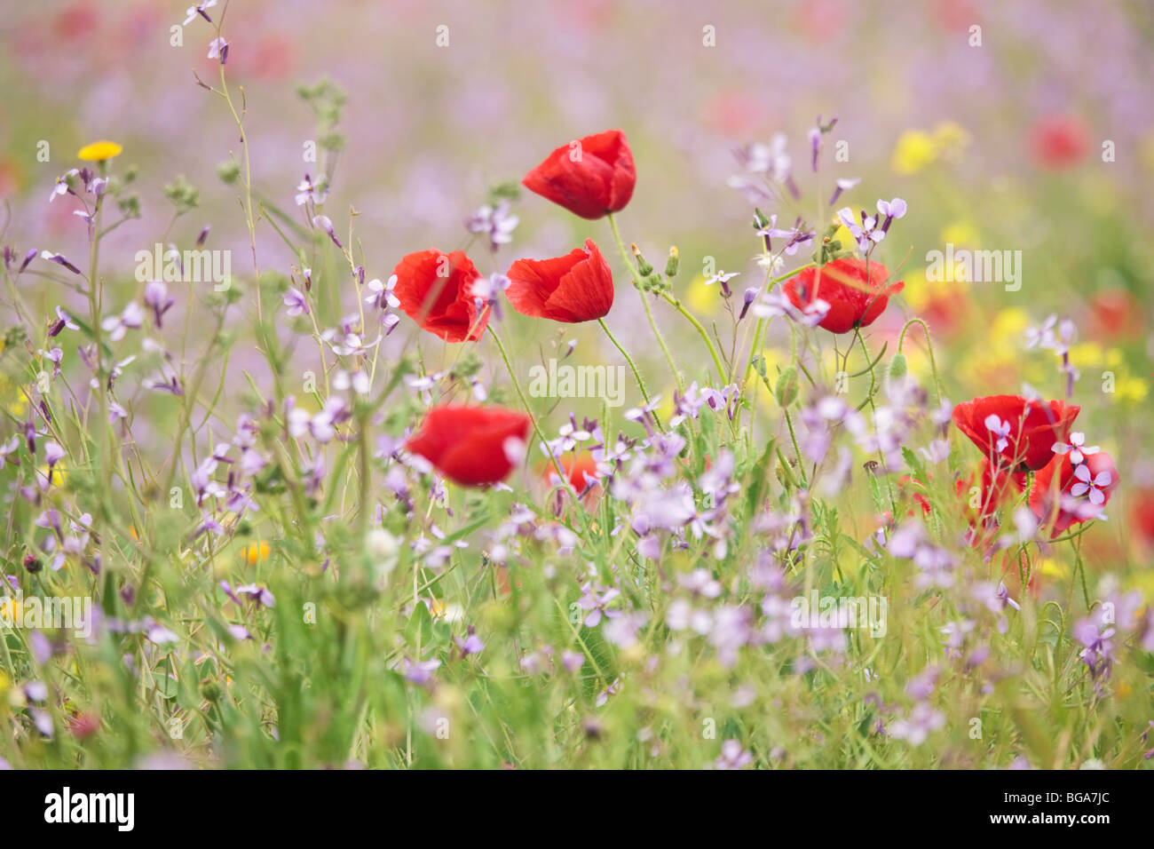 Springtime poppies and other wild flowers Stock Photo - Alamy