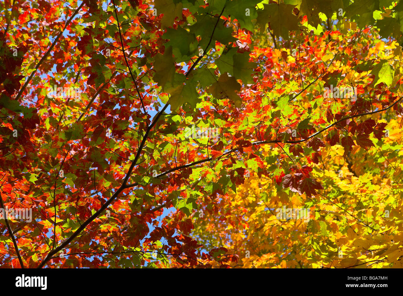 Fall leaves in tree Stock Photo - Alamy