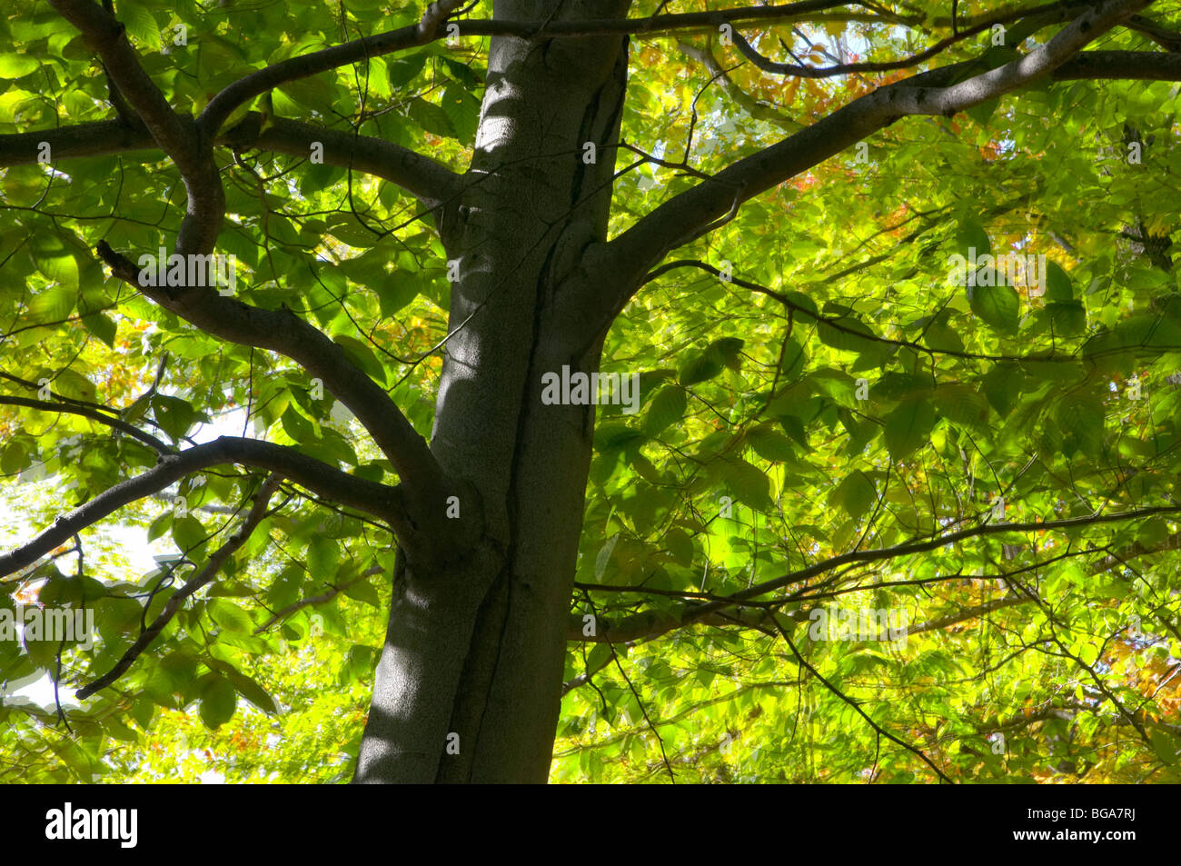 Wind Blowing Tree High Resolution Stock Photography and Images - Alamy