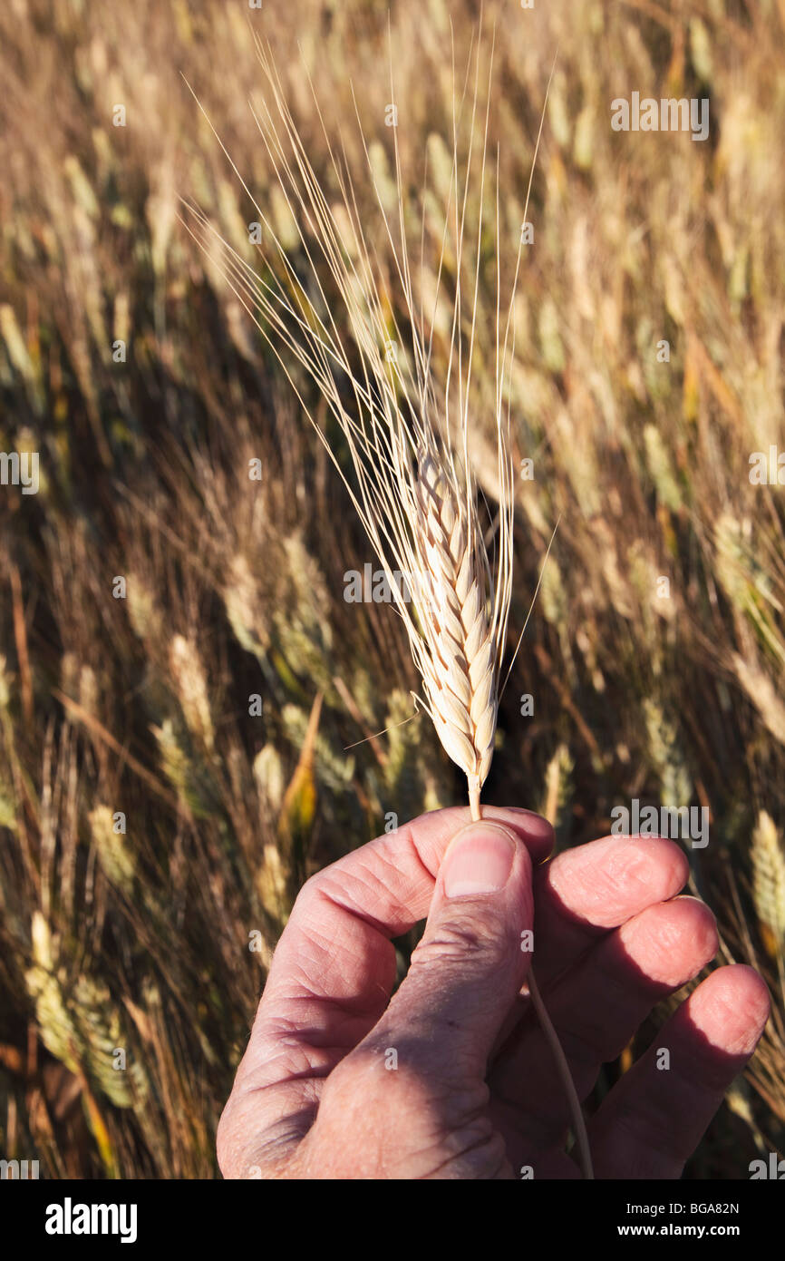 Hand wheat grain grains hi-res stock photography and images - Alamy