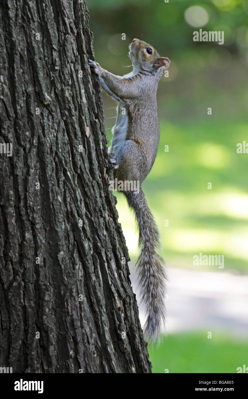 grey squirrel, Central Park, Manhattan, New York, United States Stock ...