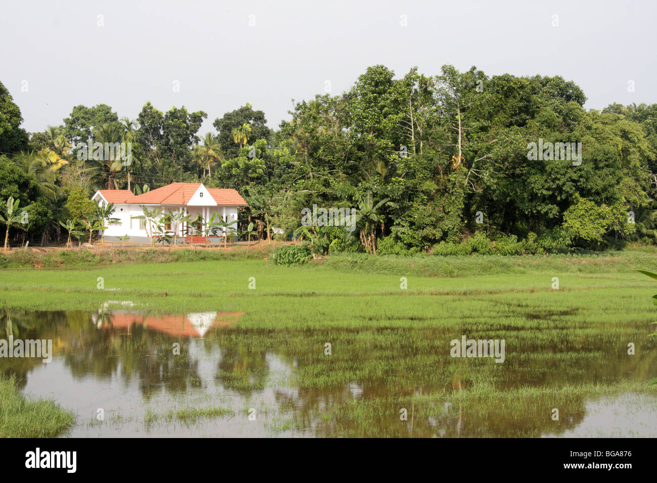 Kerala architecture near paddy fields hi-res stock photography and ...