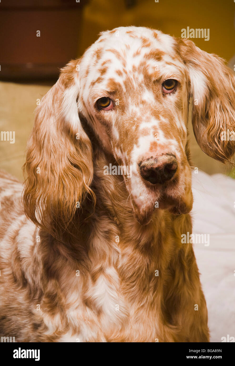 Spotted Dogs Stock Photos & Spotted Dogs Stock Images - Alamy