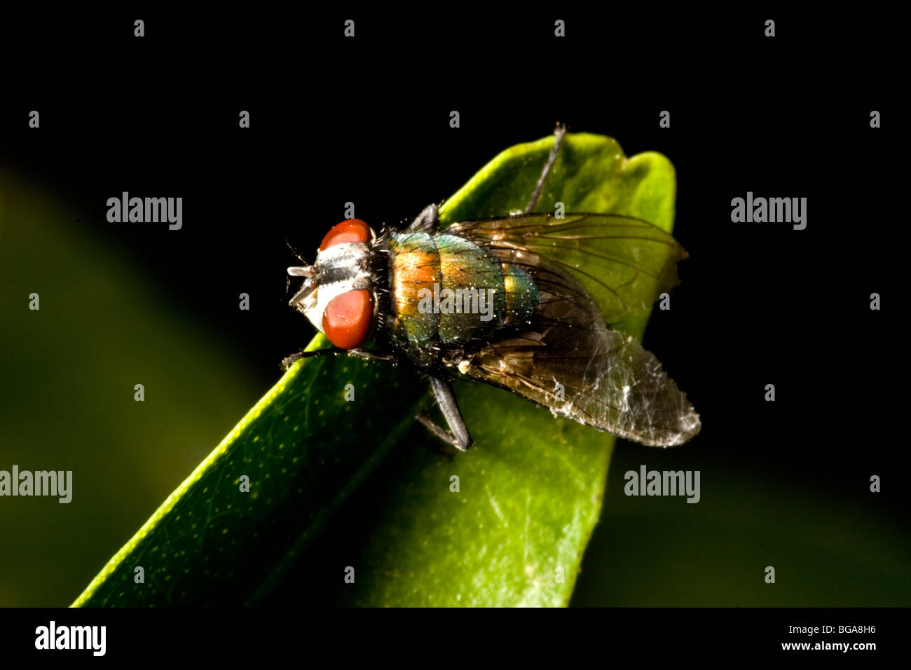 Common insect found in many hi-res stock photography and images - Alamy