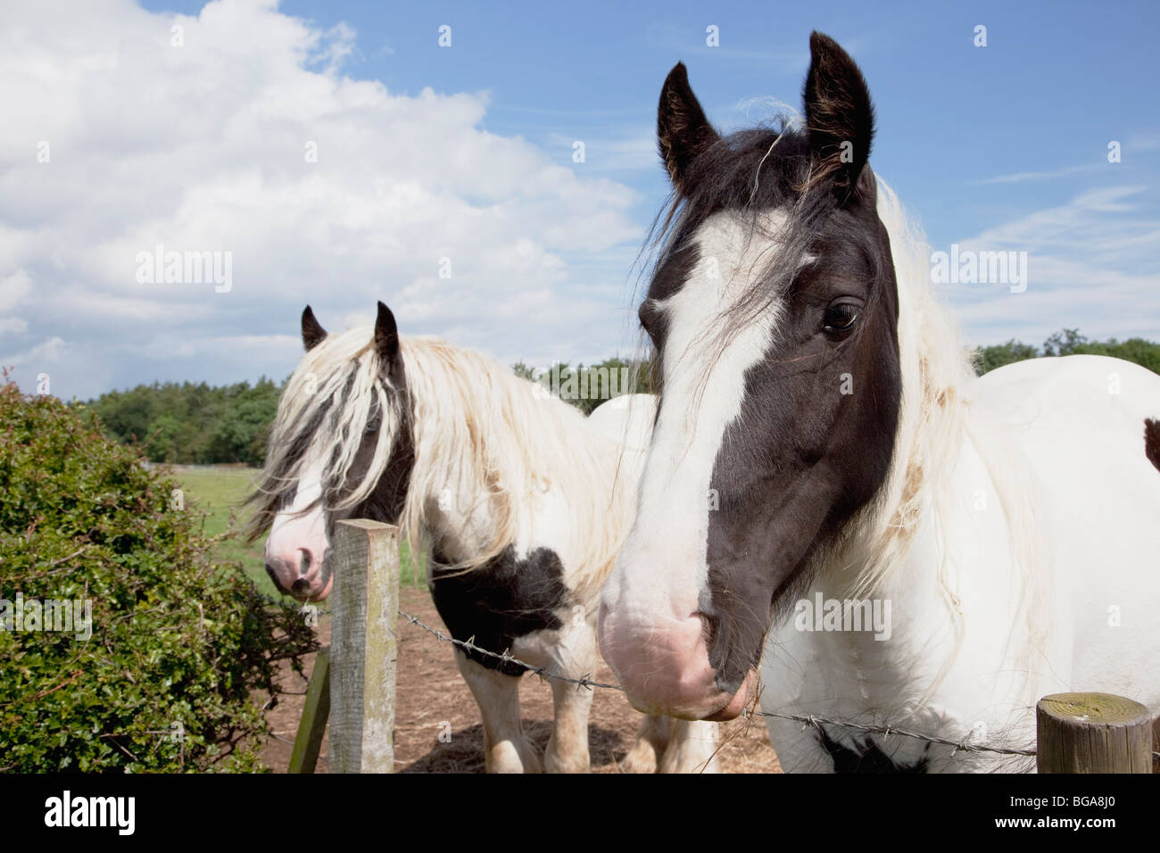 Horses looking over a fence Stock Photo - Alamy