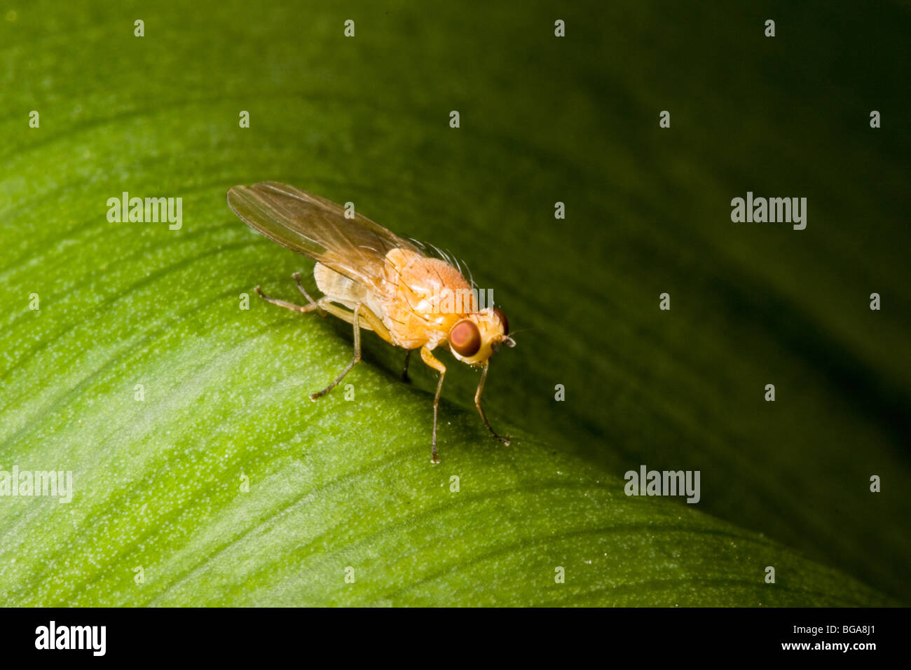 Common australian insect hi-res stock photography and images - Alamy