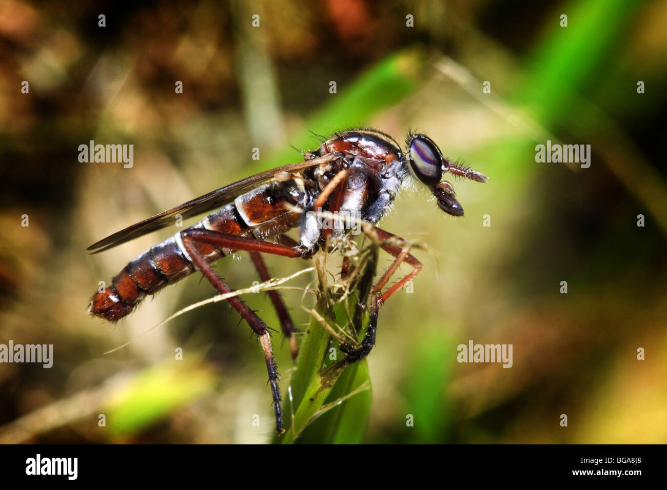 Australian gardens hi-res stock photography and images - Alamy
