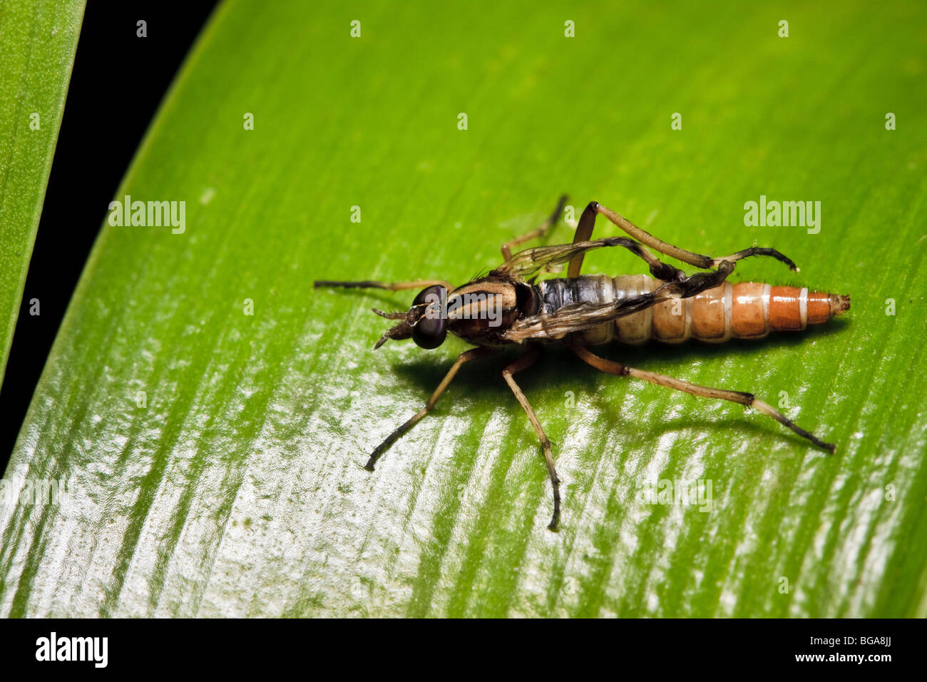 Common insect hi-res stock photography and images - Alamy