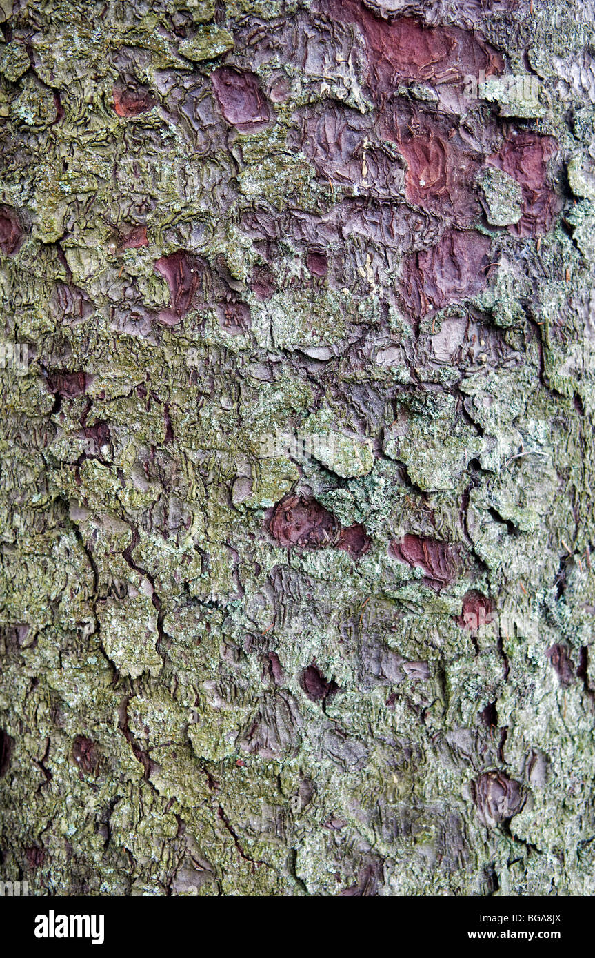 Close up of bark from spruce tree taken at The Trossachs Scotland Stock ...