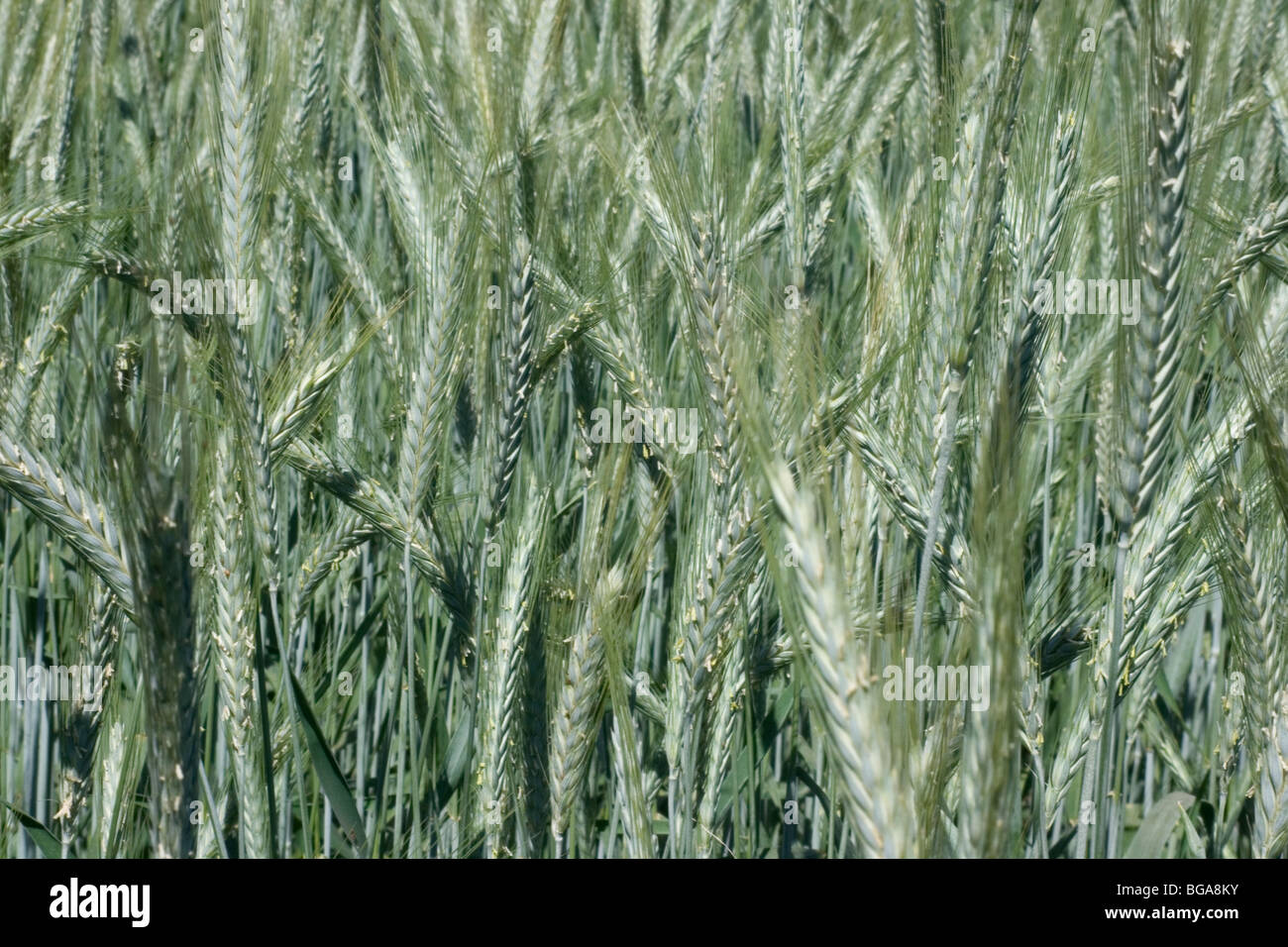 Cultivated grainfield hi-res stock photography and images - Alamy