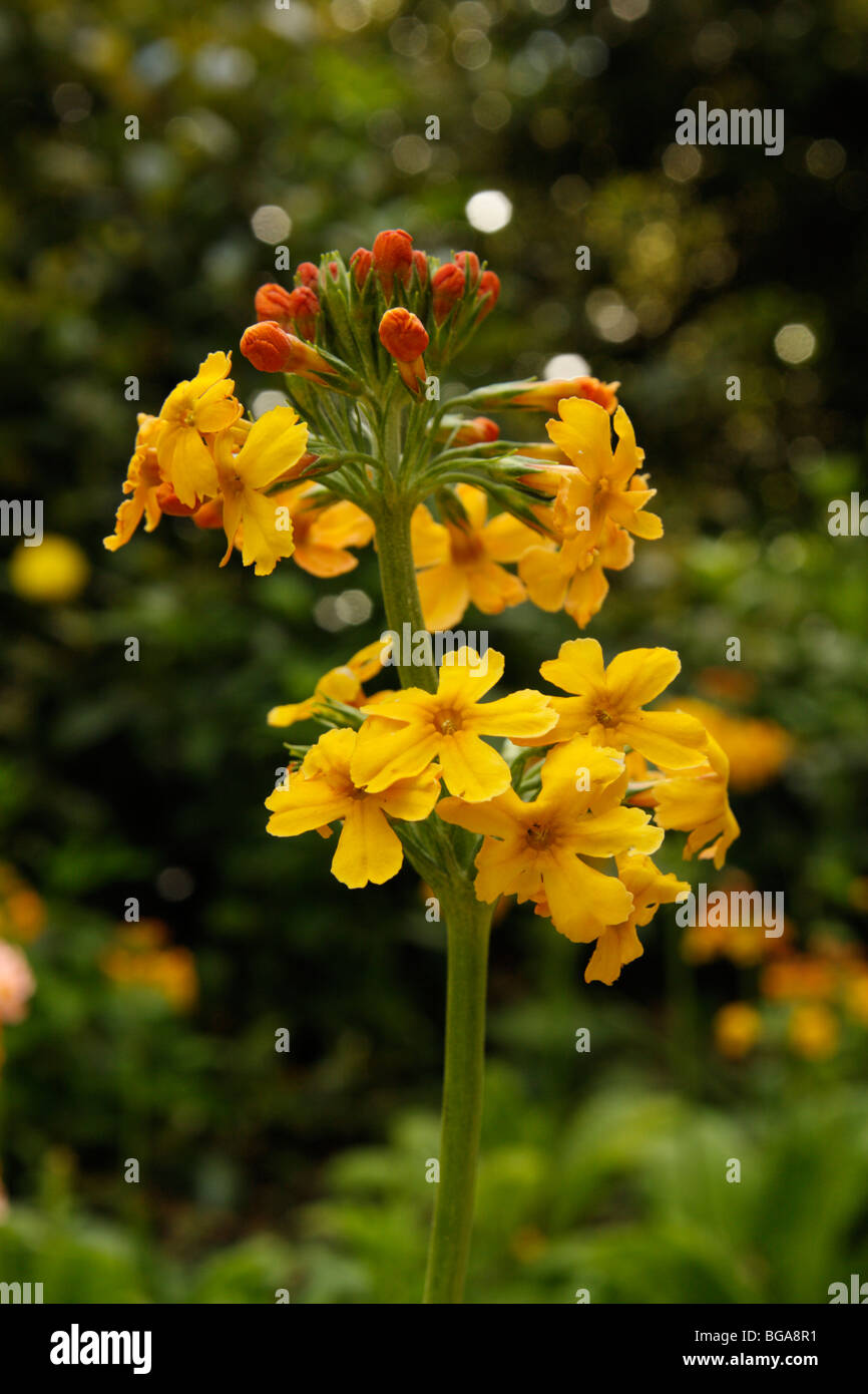 Orange Primula Flowers Stock Photo - Alamy