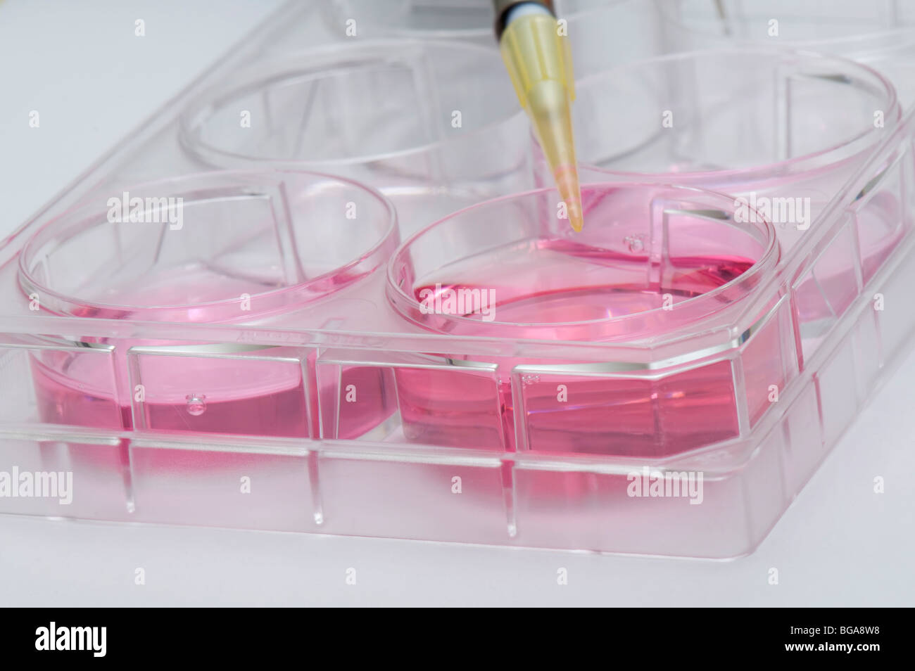 A cell culture plate with research medium and pipette Stock Photo - Alamy