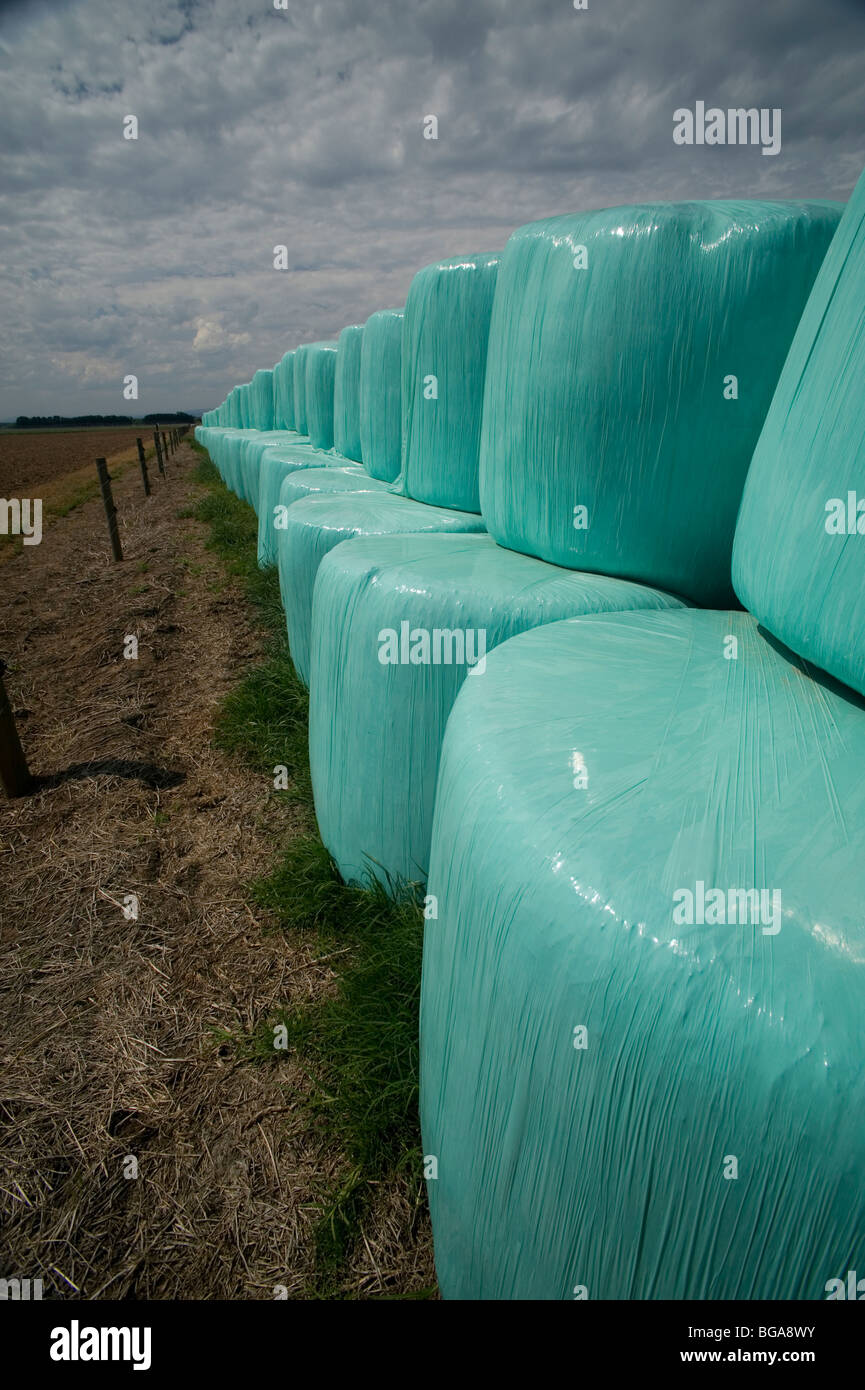 silage bales cattle feed on farm Stock Photo - Alamy