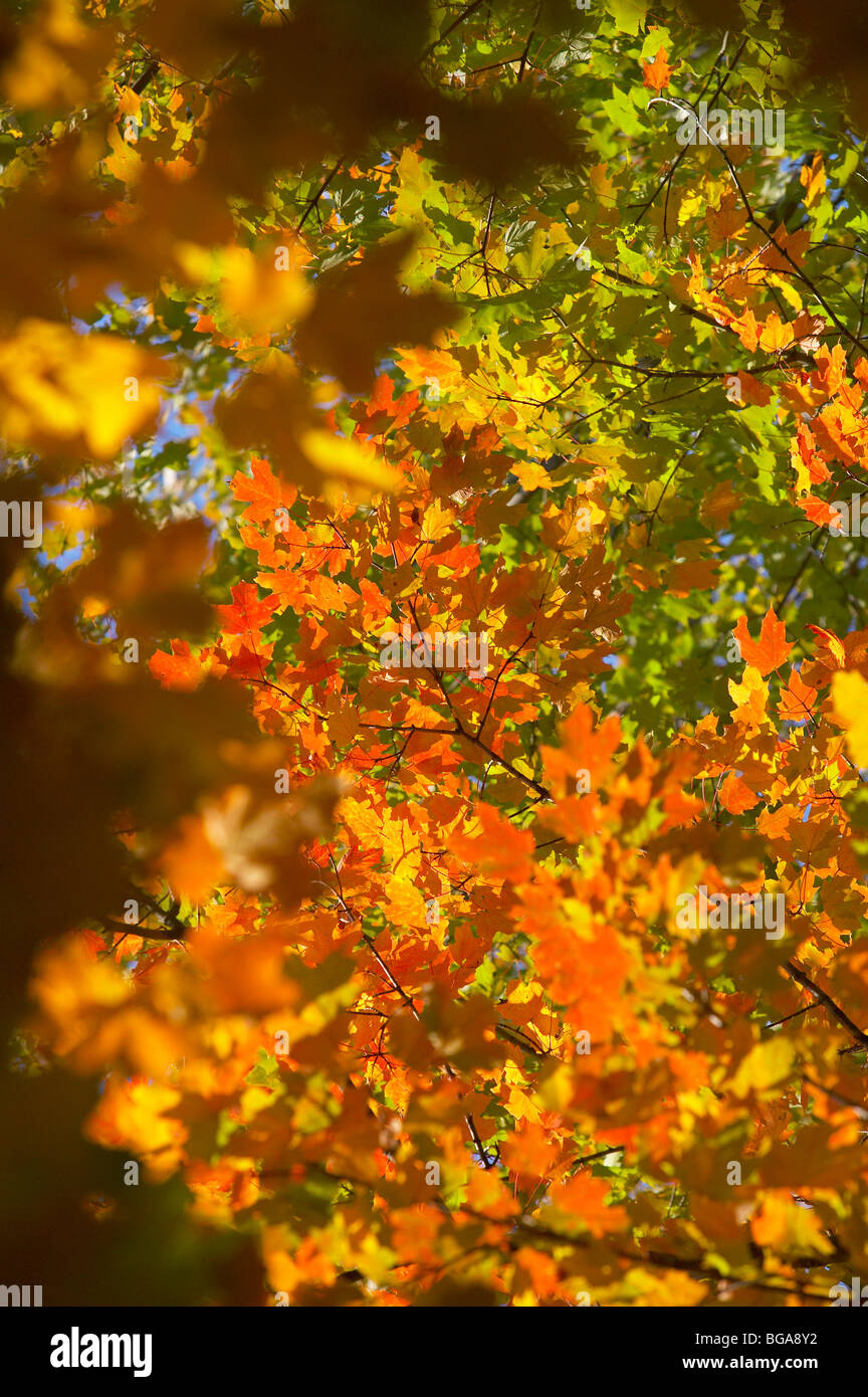 Tree turning into abstract hi-res stock photography and images - Alamy