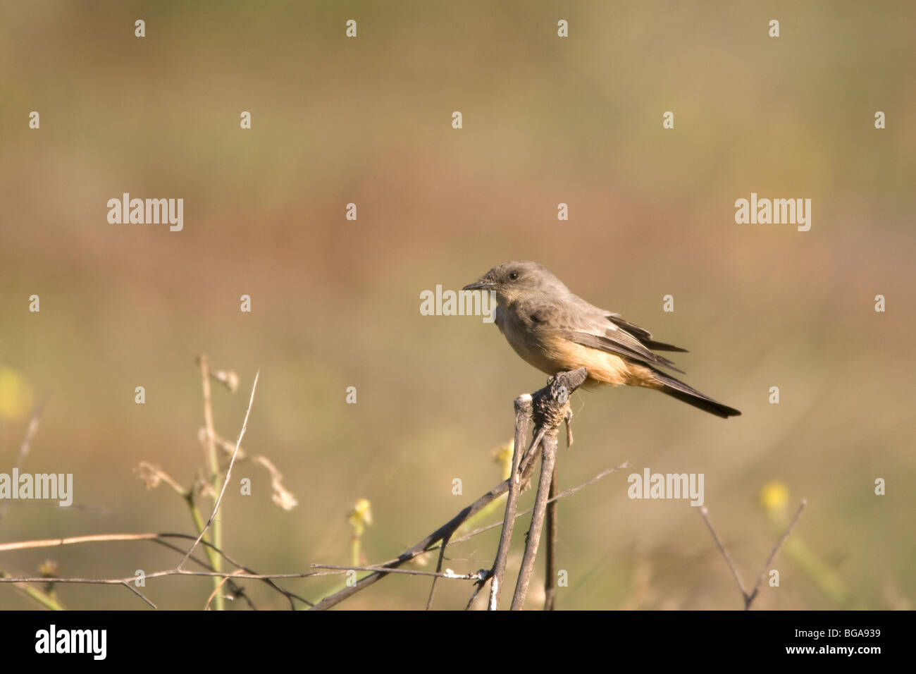 Say's Phoebe High Resolution Stock Photography and Images - Alamy