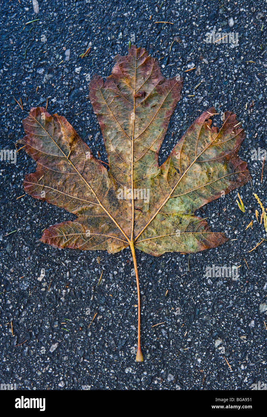A dampend flattened Maple leaf on an asphalt pathway. Vancouver, BC ...