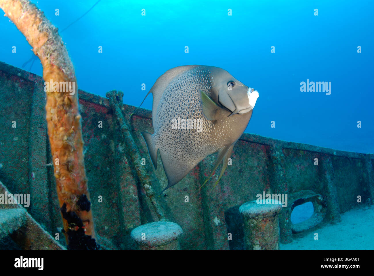 Gray angelfish hi-res stock photography and images - Alamy