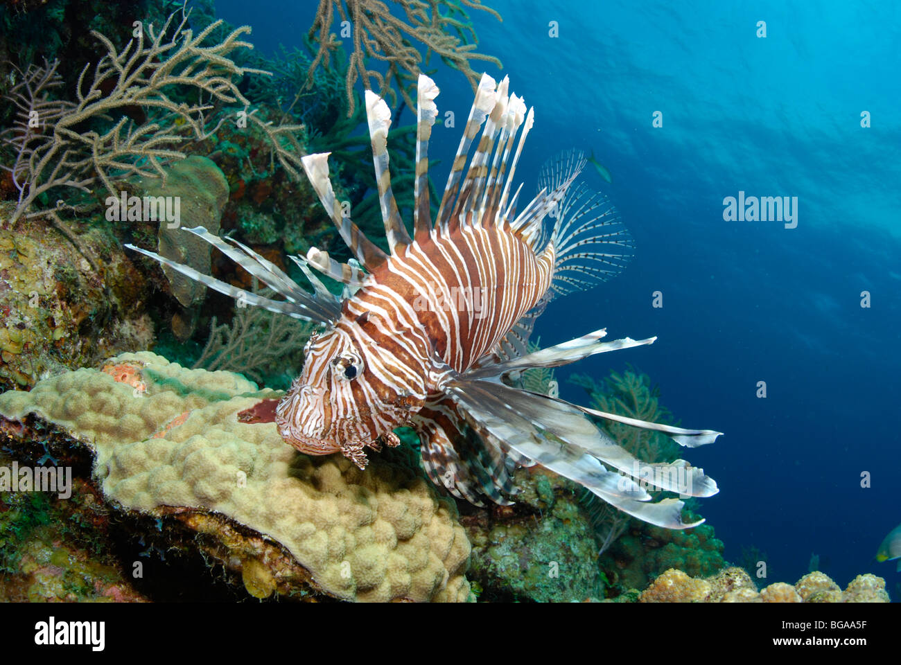 Coral reef fish bahamas hi-res stock photography and images - Alamy