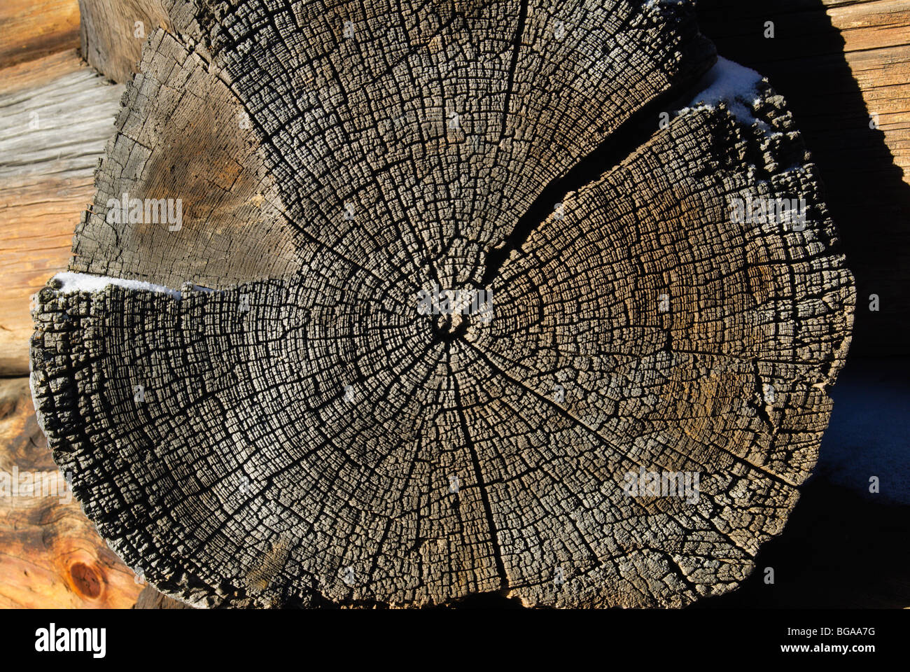 Maple cross section hi-res stock photography and images - Alamy