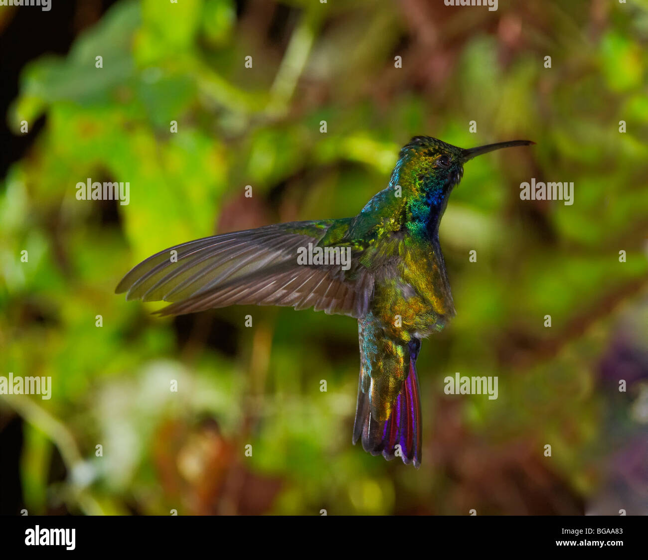 flying HUMMINGBIRD, BIRDS PARK, FOZ DO IGUACU, Brasil, South America ...