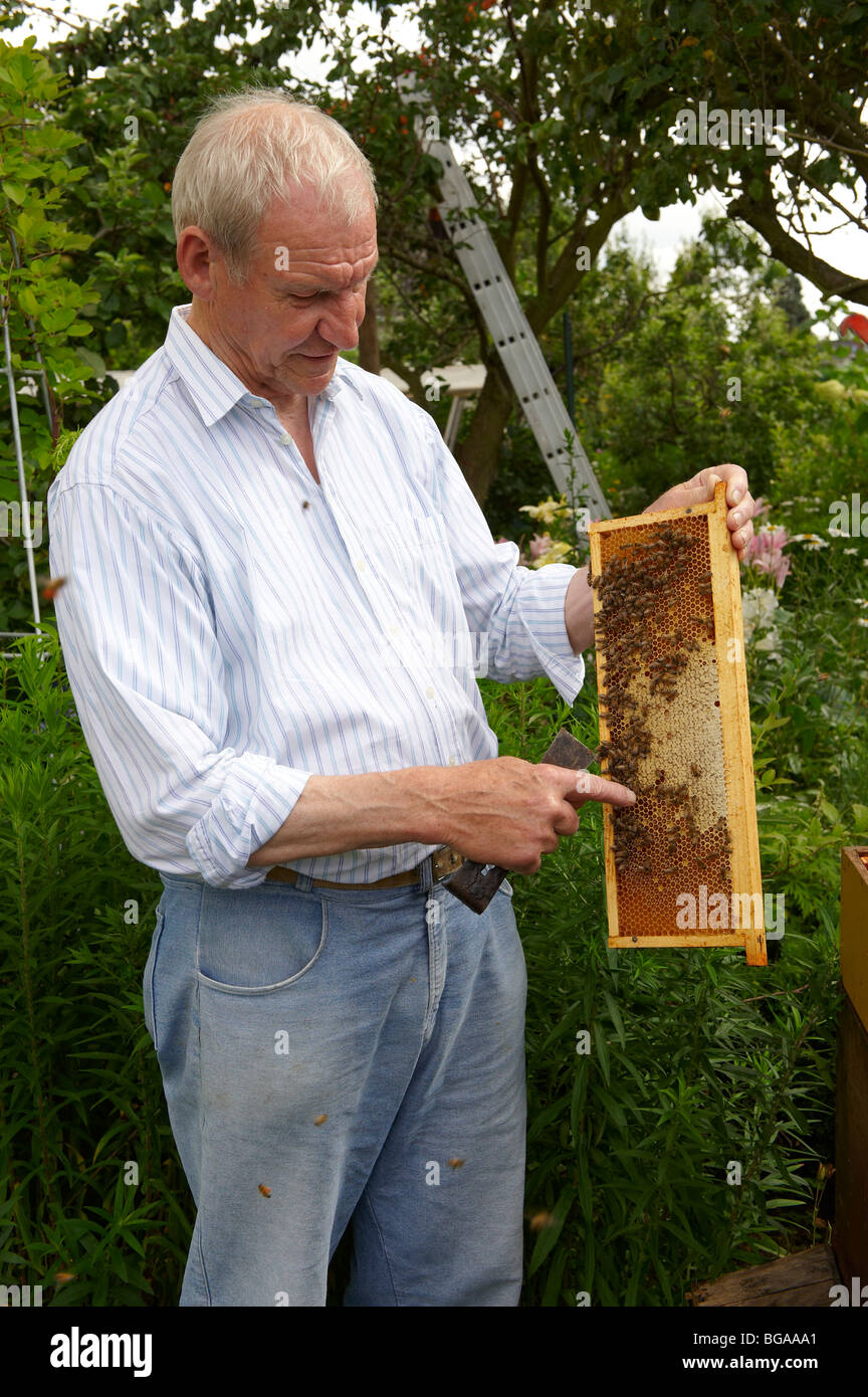 beekeeper with honeycombs of his honeybees, Dueren, Germany, Europe ...