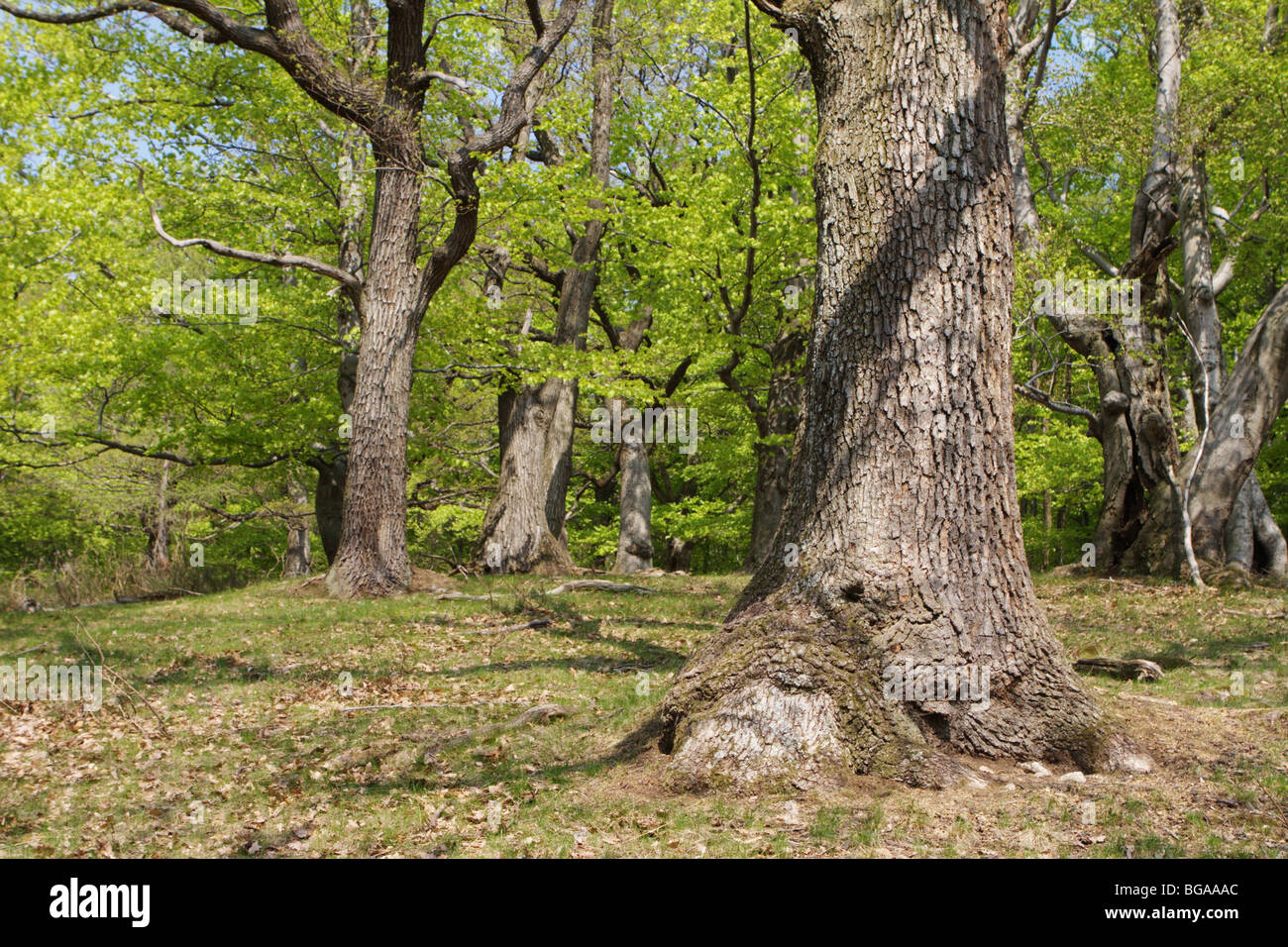 oak-trees, Male Karpaty, Slovakia Stock Photo - Alamy