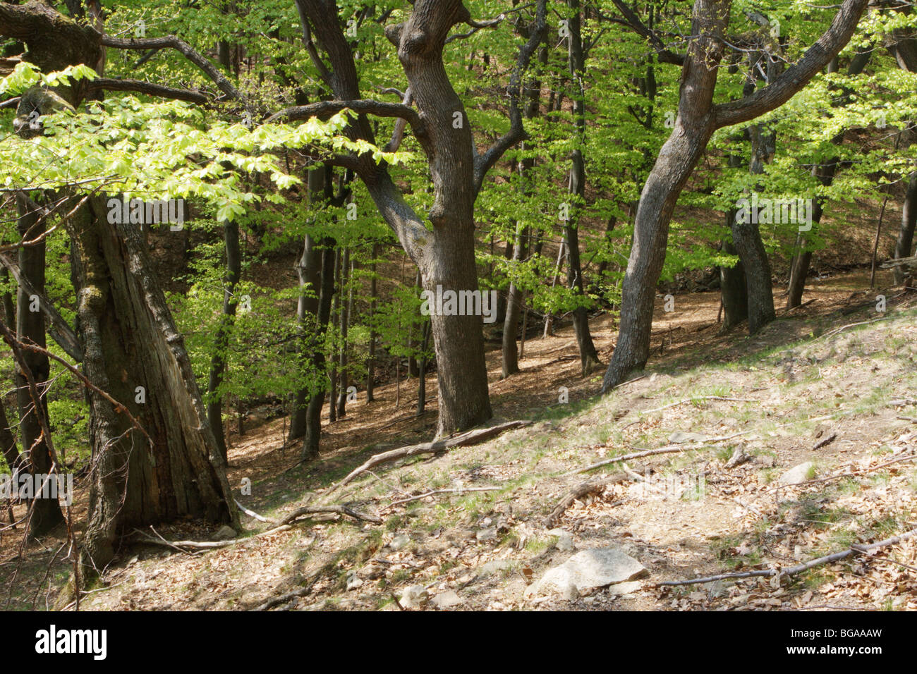 oak-trees, Male Karpaty, Slovakia Stock Photo - Alamy