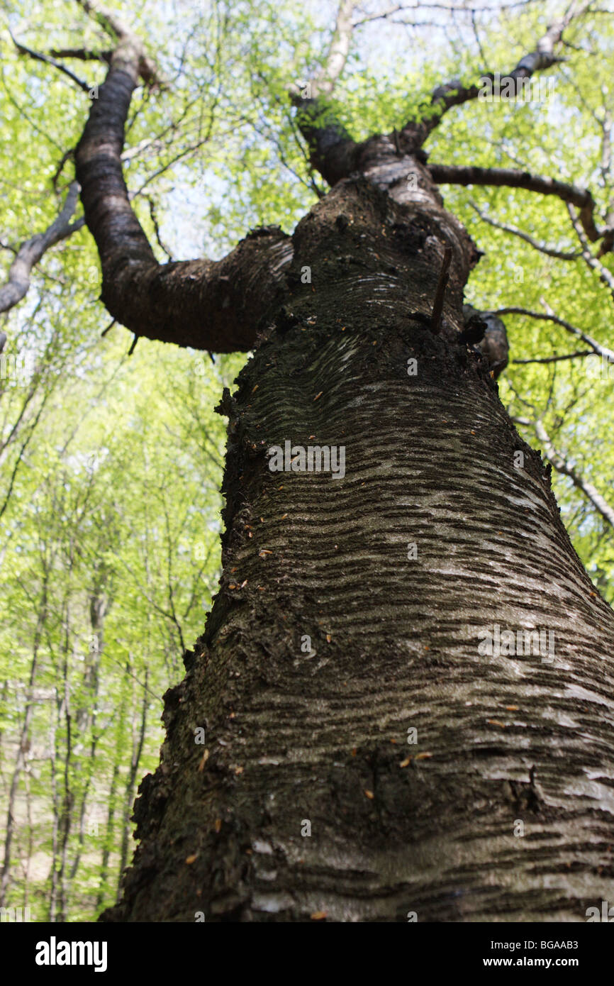 oak-tree, Male Karpaty, Slovakia Stock Photo - Alamy