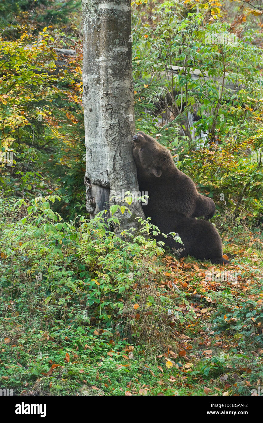 Bear Scratching Tree Stock Photos & Bear Scratching Tree Stock Images ...