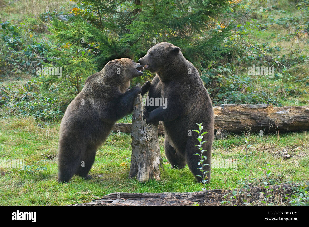 Germany, Bavaria, Bayerischerwald National Park, a pair of brown bears ...