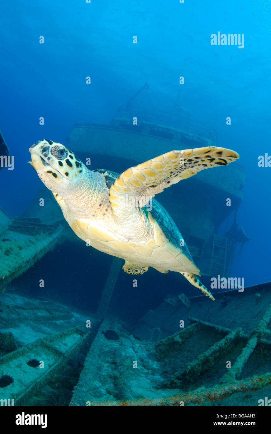 Sea Turtle on shipwreck Stock Photo - Alamy