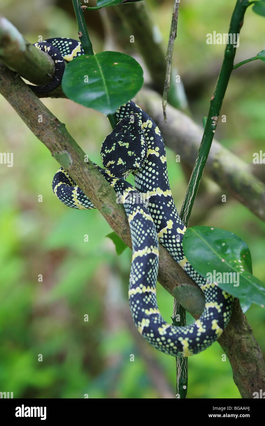 A viper snake lurking on a tree branch Stock Photo - Alamy
