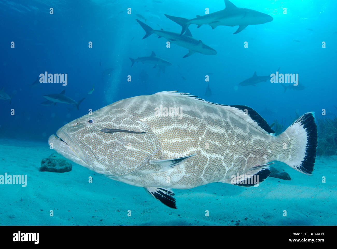 Black Grouper and Sharks Stock Photo - Alamy