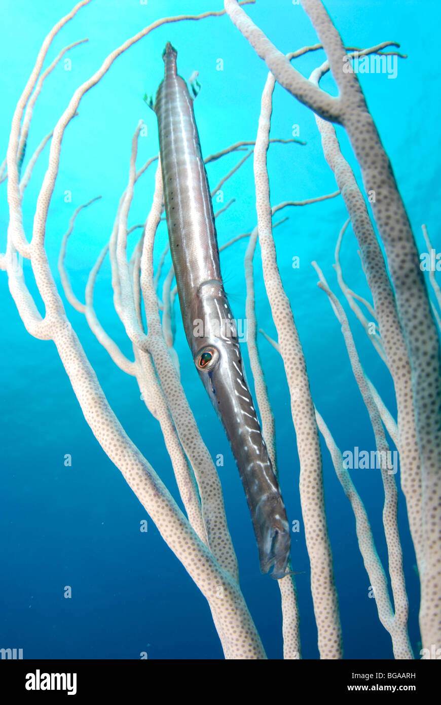 Caribbean trumpetfish hi-res stock photography and images - Alamy