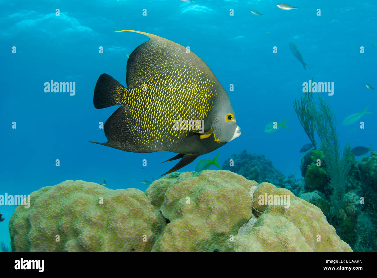 Angelfish french hi-res stock photography and images - Alamy