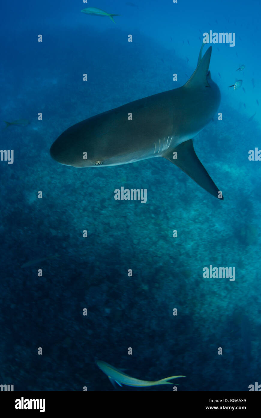 Caribbean Reef Shark Stock Photo - Alamy