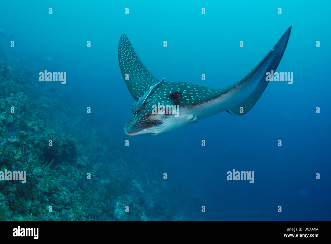 Spotted Eagle Ray Stock Photo - Alamy