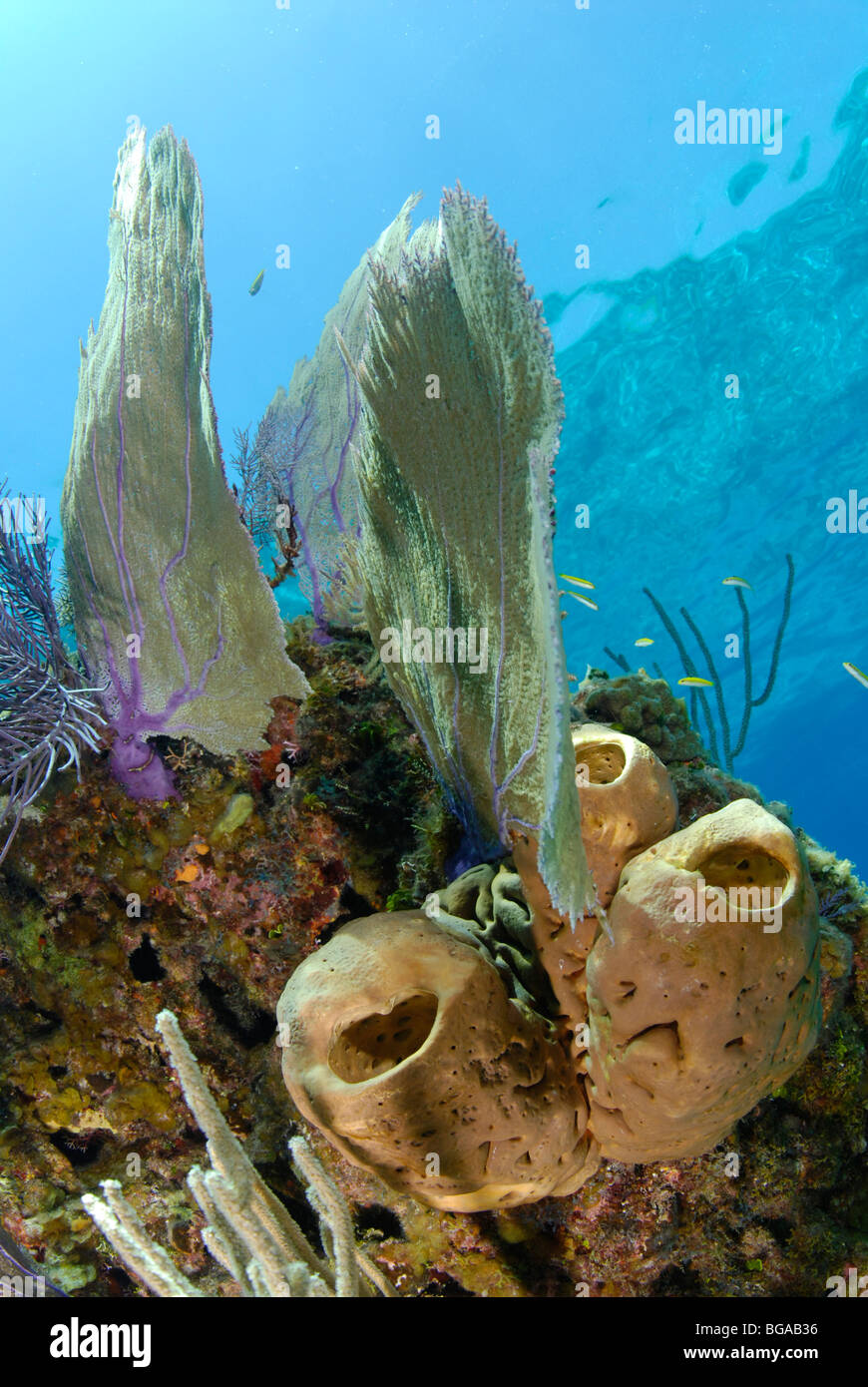 Sea fan ocean coral hi-res stock photography and images - Alamy